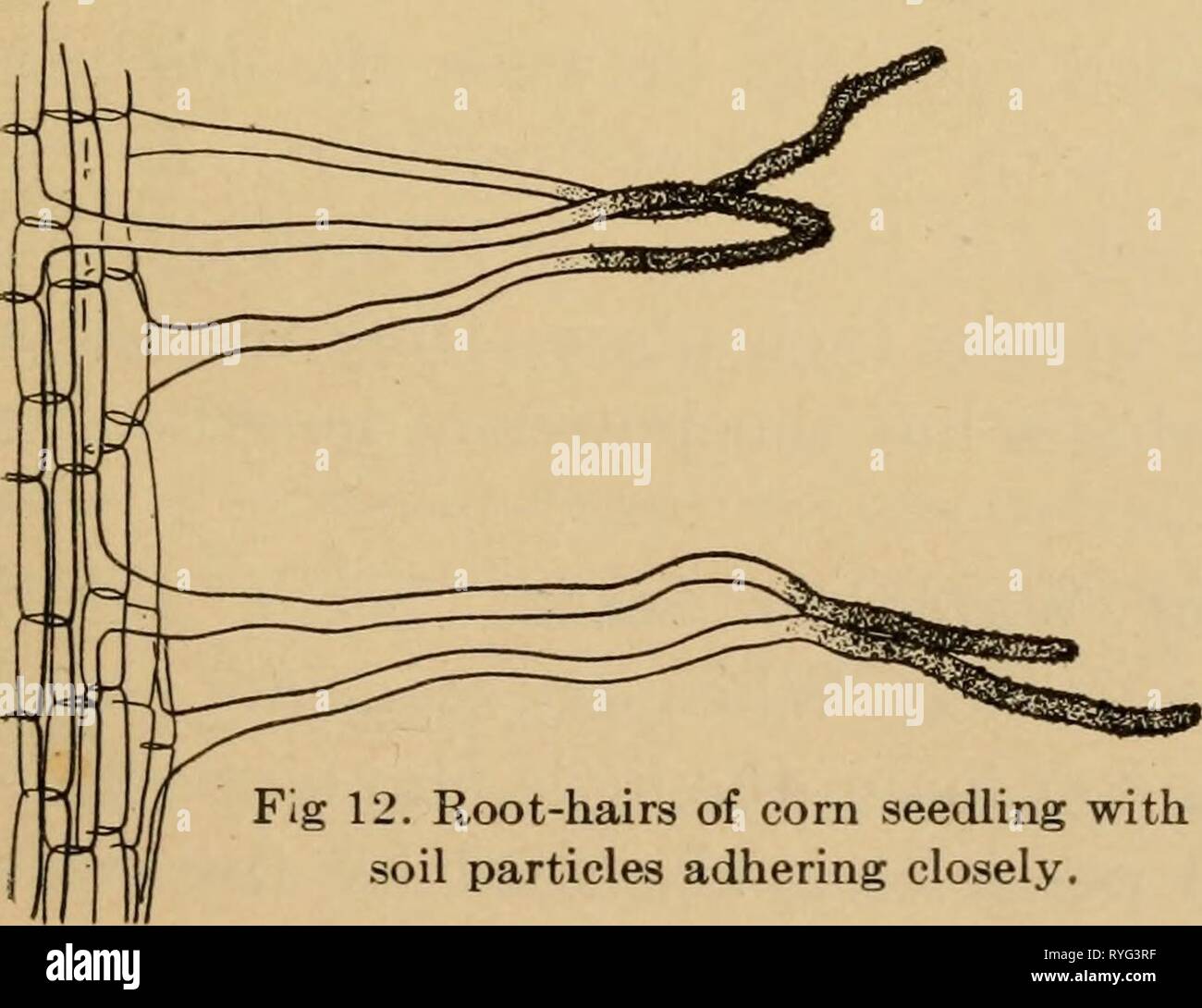 Elementary principles of agriculture; a Stock Photo - Alamy