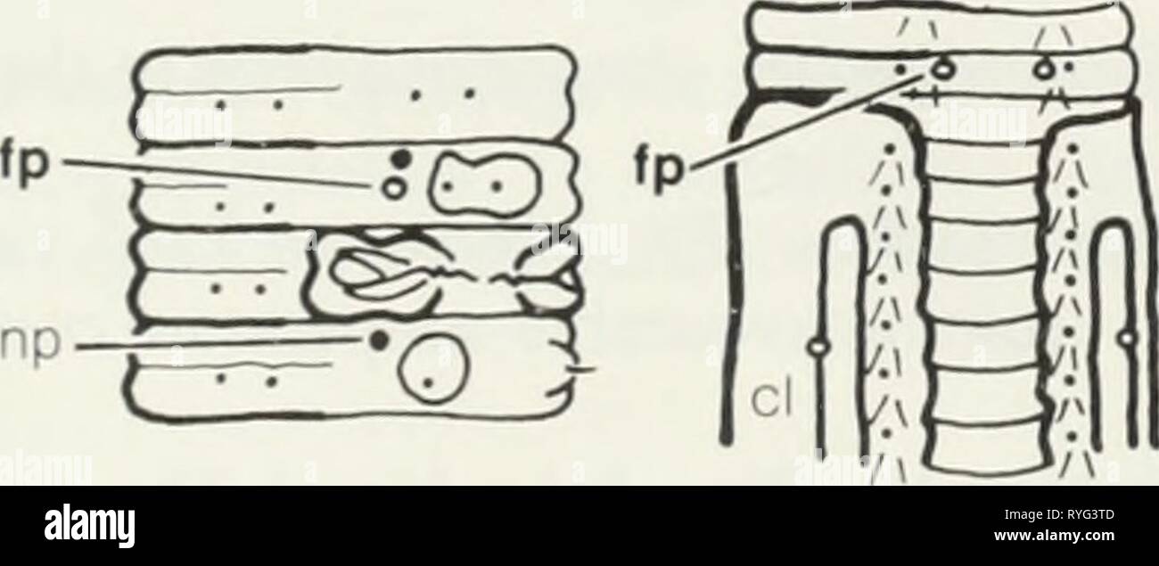 The earthworms (lumbricidae and sparganophilidae Stock Photo - Alamy