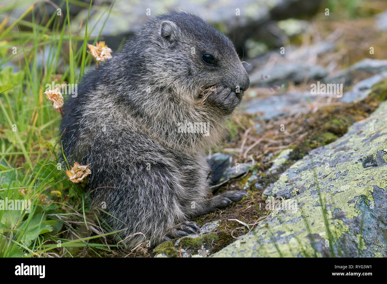 Alpine animals hi-res stock photography and images - Alamy