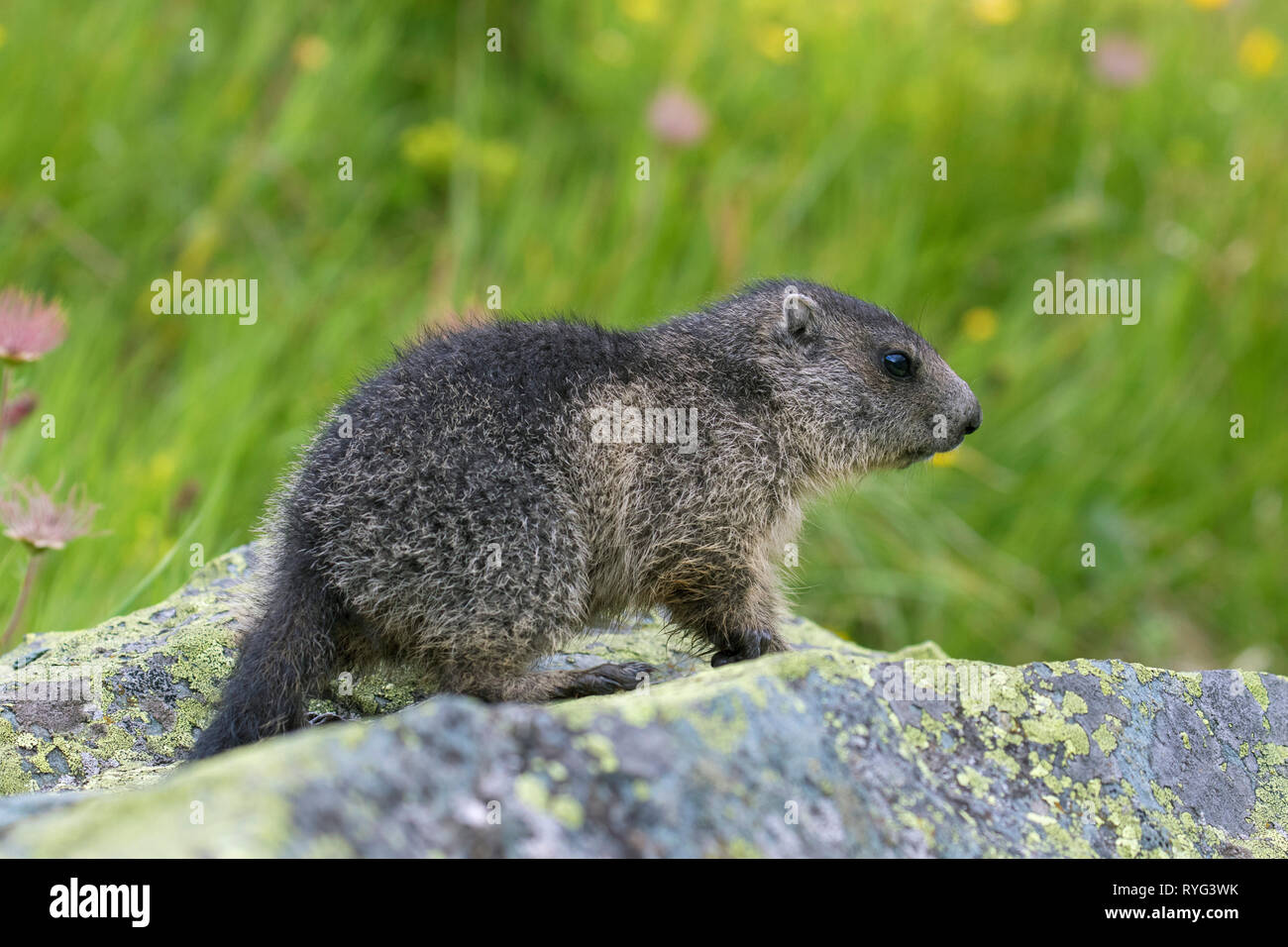 Alpine marmot in the french alps hi-res stock photography and images ...