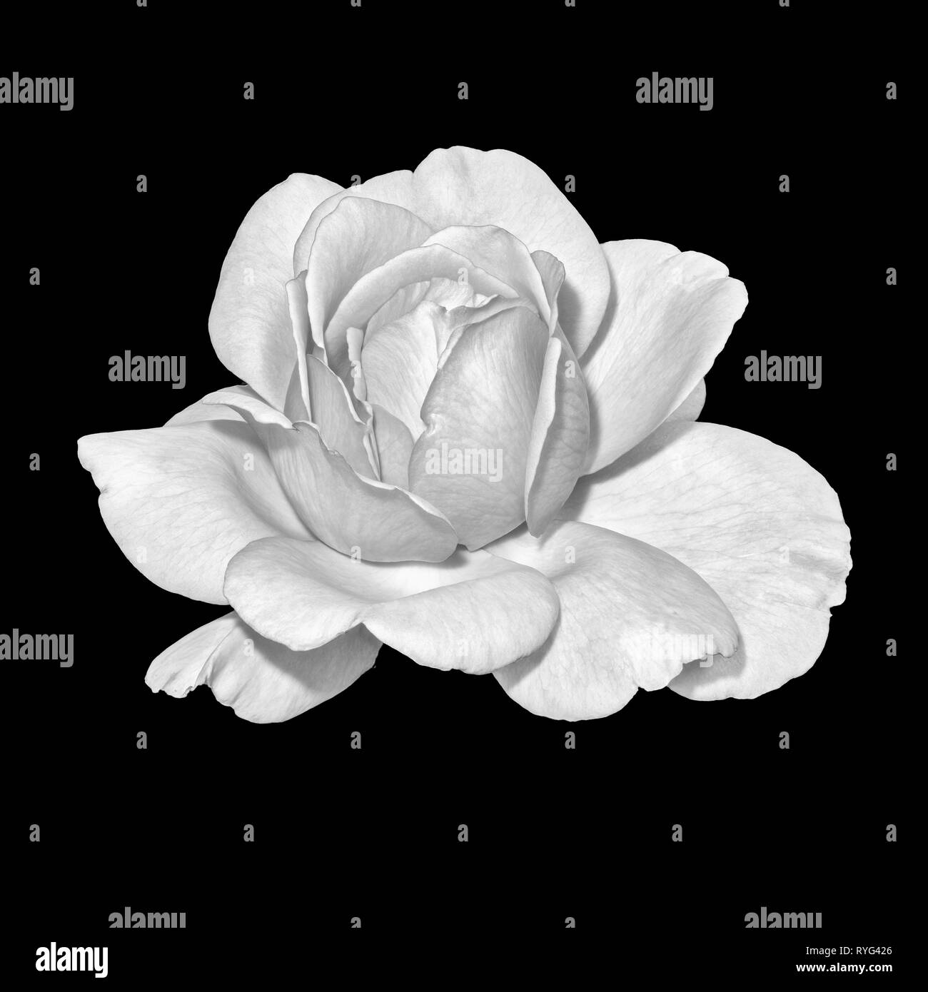 Single rose painting hi-res stock photography and images - Alamy