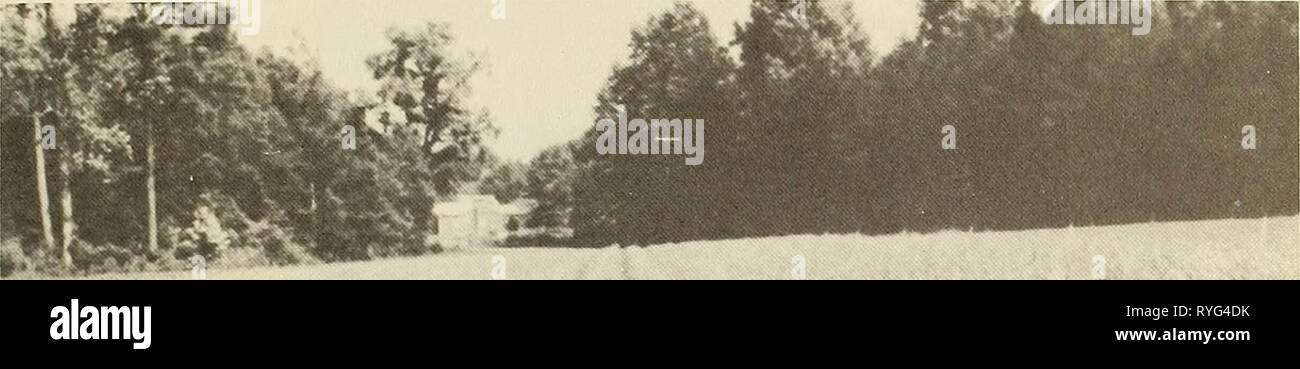 Dune stabilization with vegetation on the outer banks of North Carolina ...