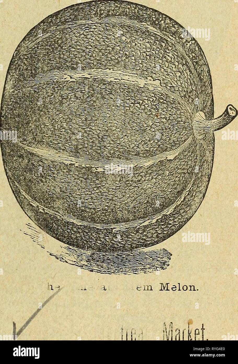 Annabil hi-res stock photography and images - Alamy