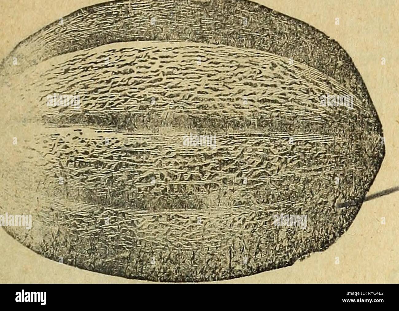 E Annabil & Co's seed Stock Photo - Alamy