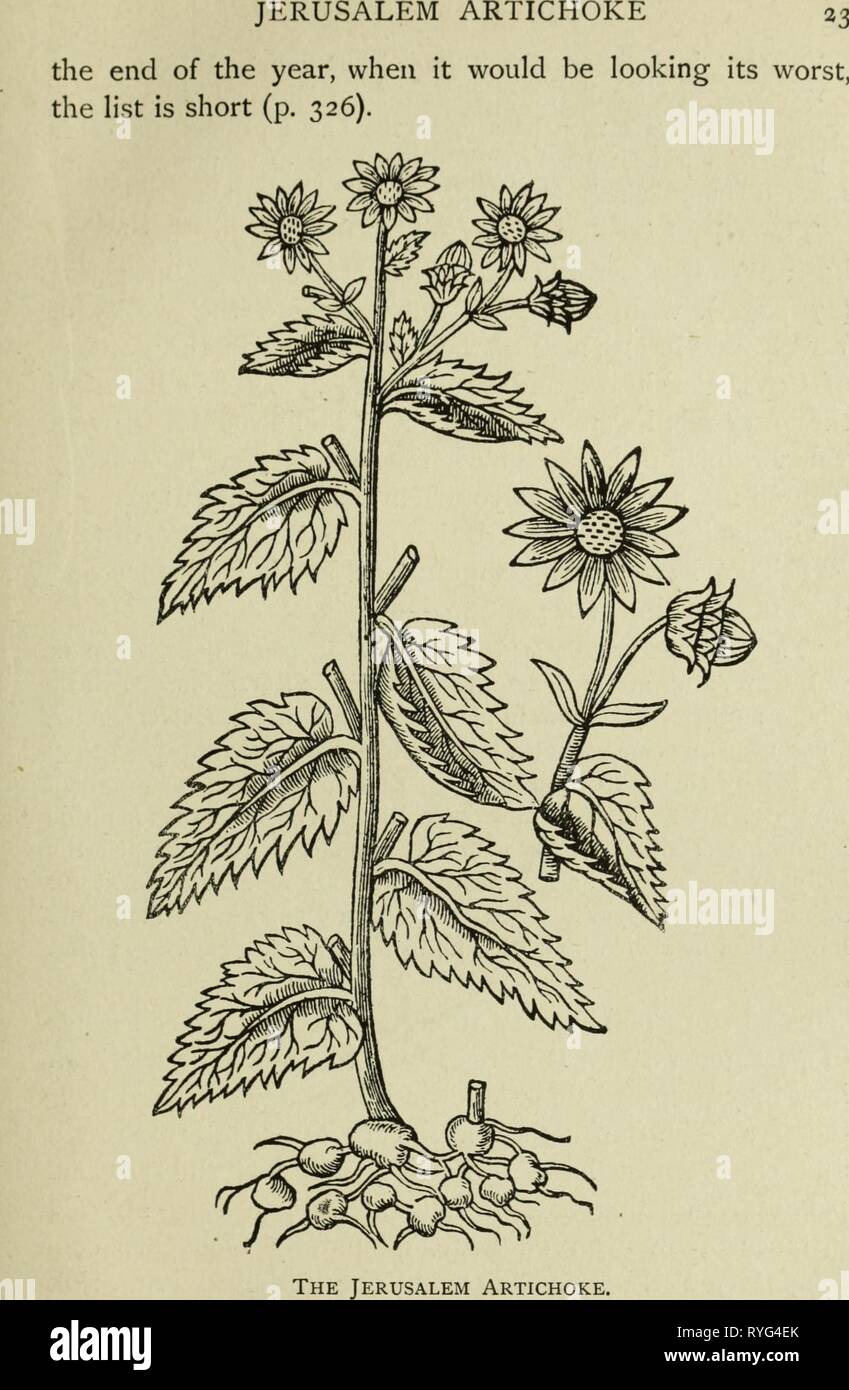 Early British botanists and their Stock Photo - Alamy