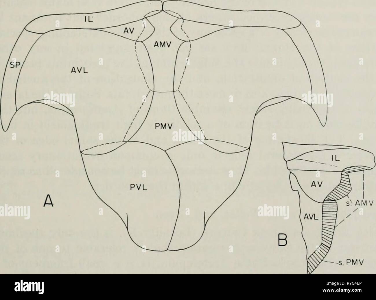 Early Devonian fishes from Utah : Arthrodira earlydevonianfis119deni ...