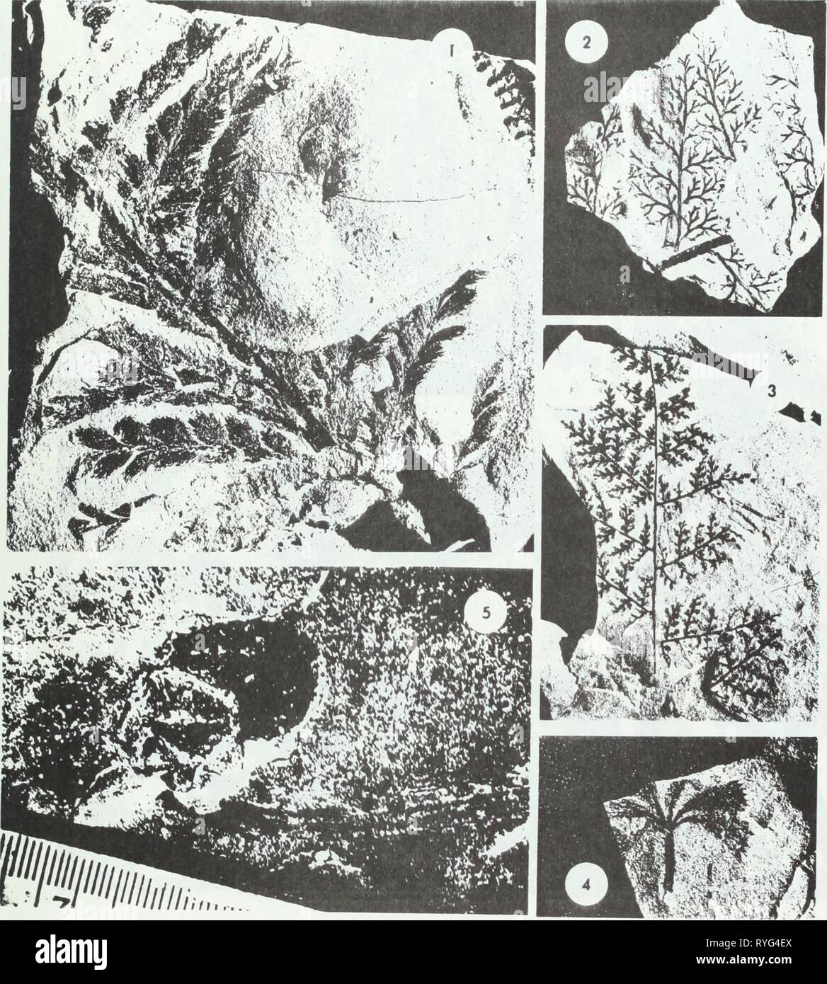 Sphenophyllum hi-res stock photography and images - Alamy