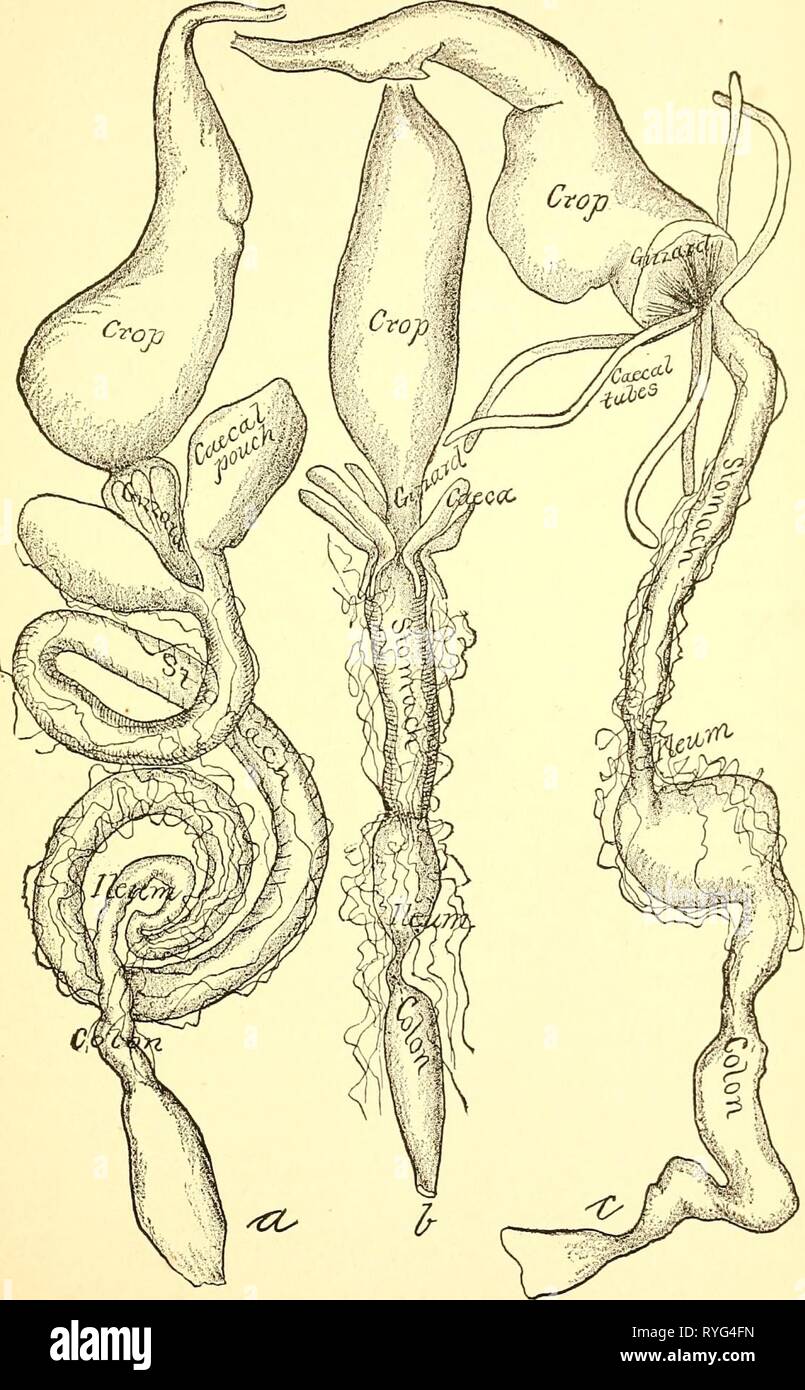 Malpighian tubules hi-res stock photography and images - Alamy