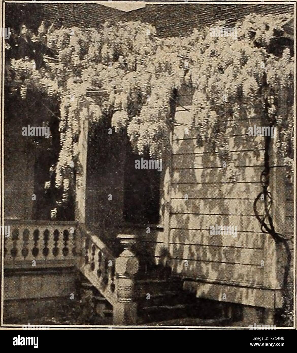 Vitis heterophylla hi-res stock photography and images - Alamy