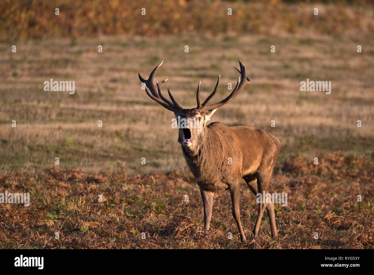 Roaring Red Stags Stock Photo - Alamy