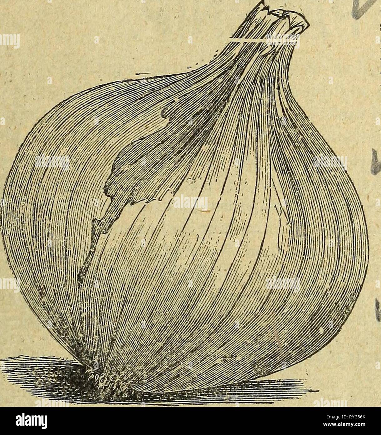 E Annabil & Co's seed Stock Photo - Alamy