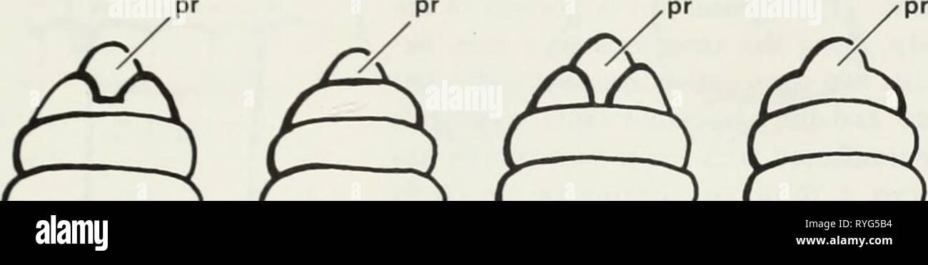 The earthworms (lumbricidae and sparganophilidae Stock Photo - Alamy