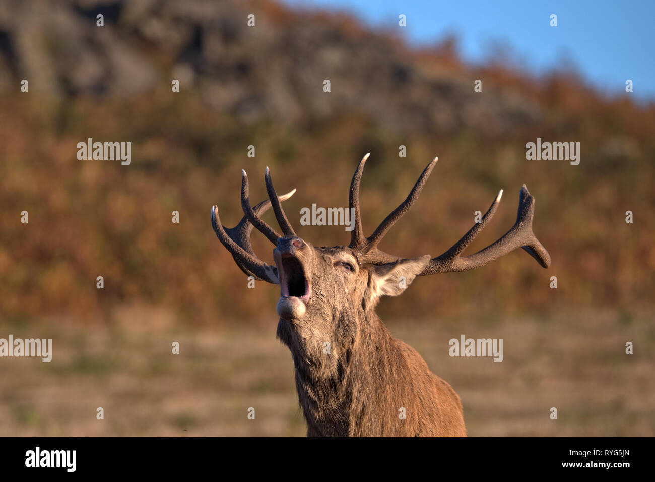 Roaring Red Stags Stock Photo - Alamy