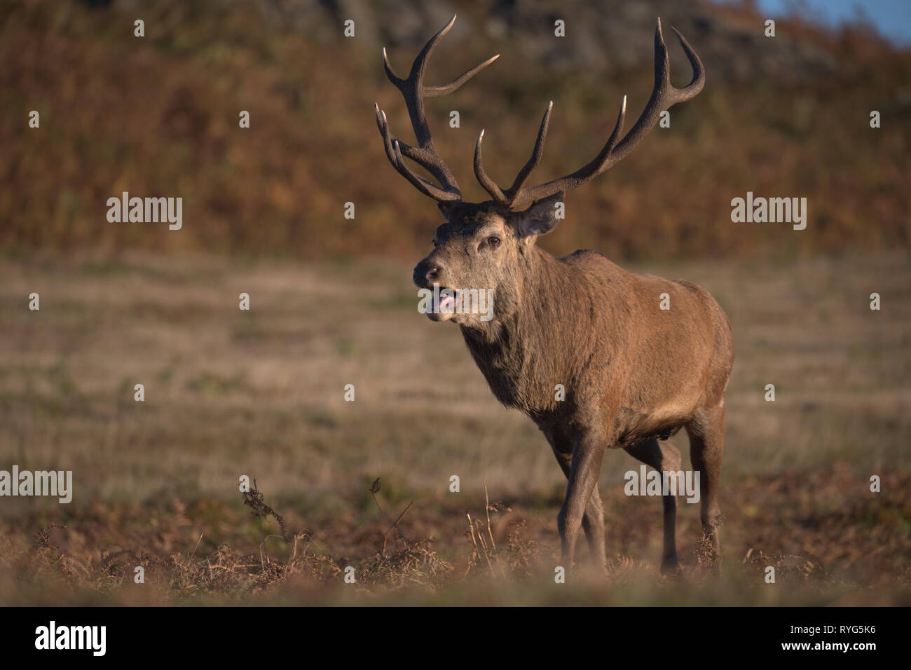 The red stags hi-res stock photography and images - Alamy