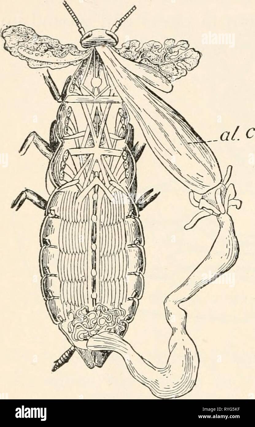 Elementary entomology elementaryentomo00sand Year: [c1912] ELEMENTARY ...