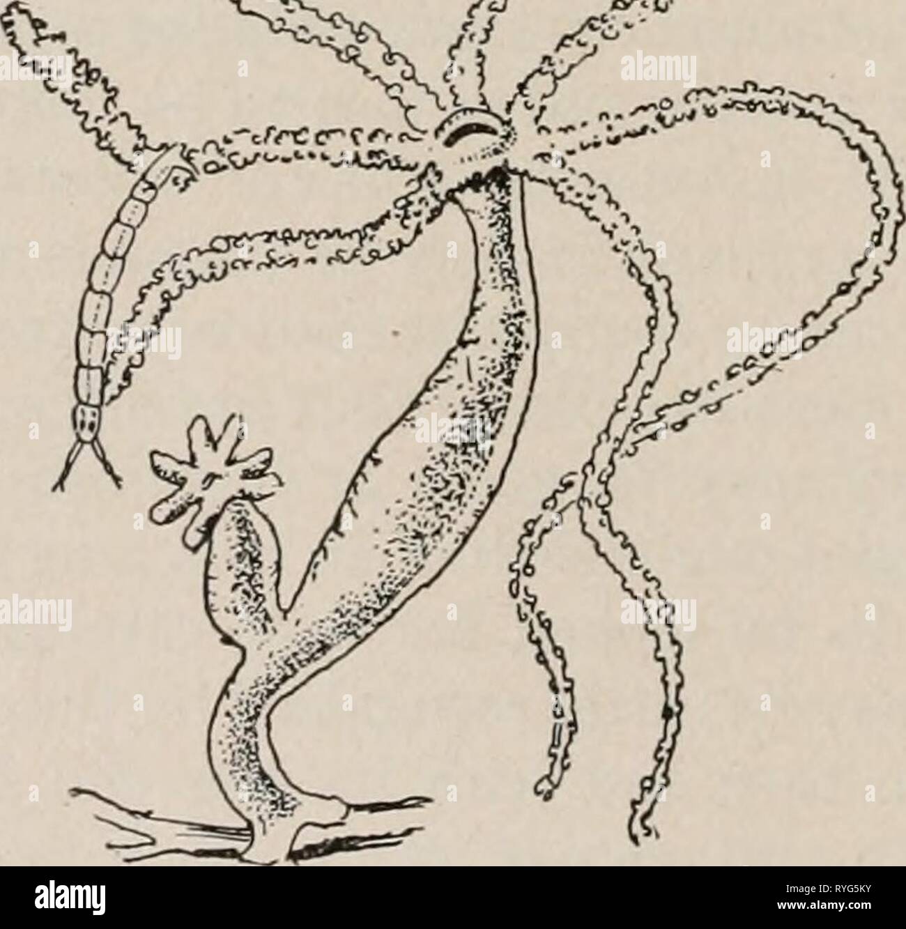 Budding tentacles hi-res stock photography and images - Alamy