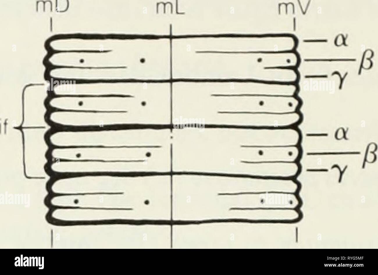 The earthworms (lumbricidae and sparganophilidae Stock Photo - Alamy