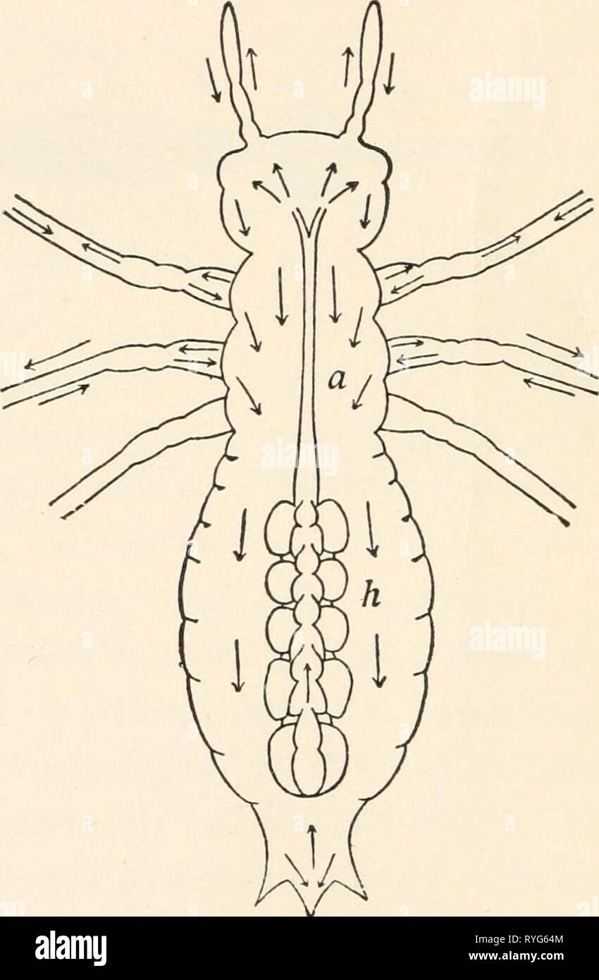 Elementary entomology elementaryentomo00sand Year: [c1912] When ...