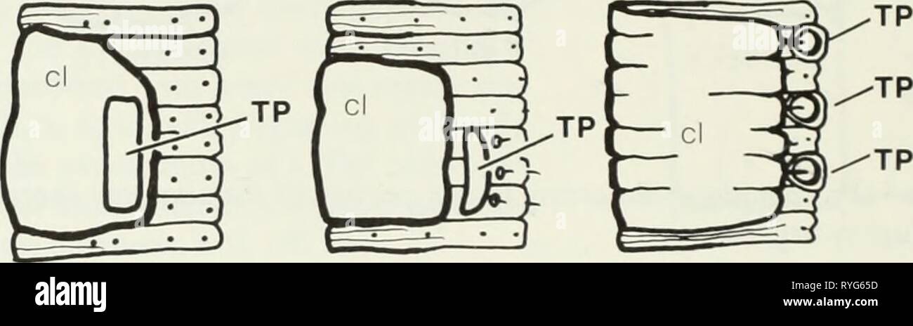 The earthworms (lumbricidae and sparganophilidae Stock Photo - Alamy