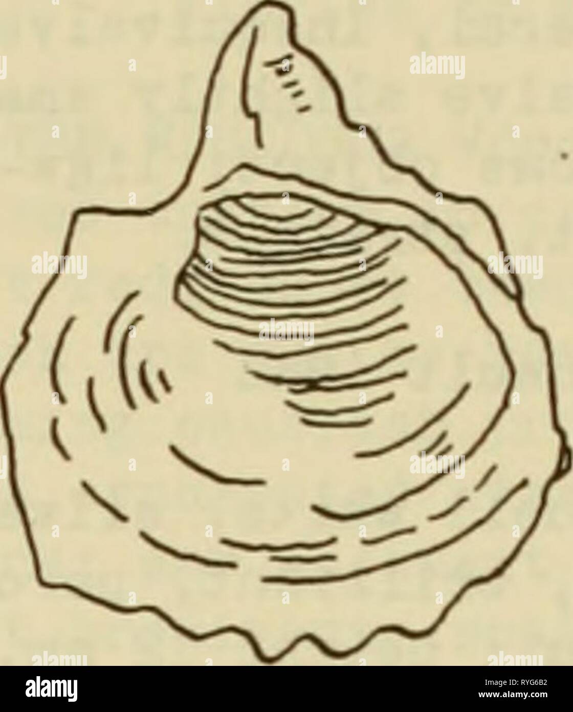 Margin shells hi-res stock photography and images - Alamy