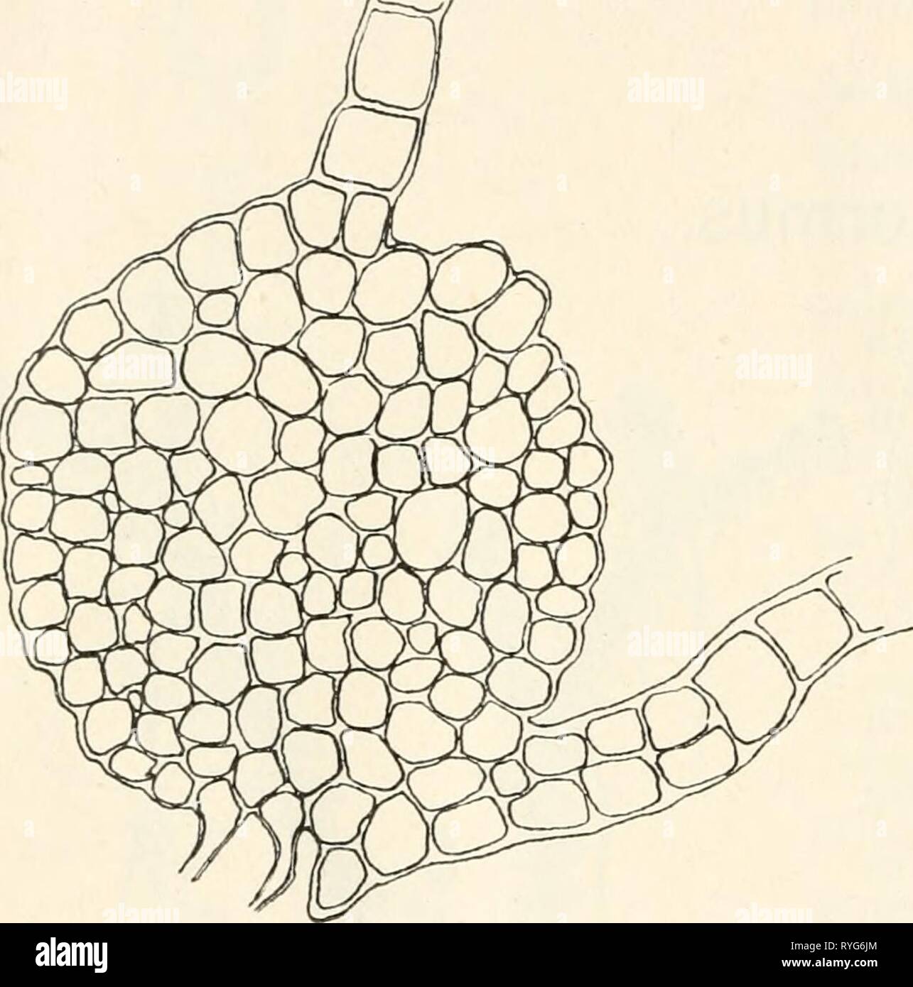 Dr. L. Rabenhorst's Kryptogamen-Flora von Deutschland, Oesterreich und ...