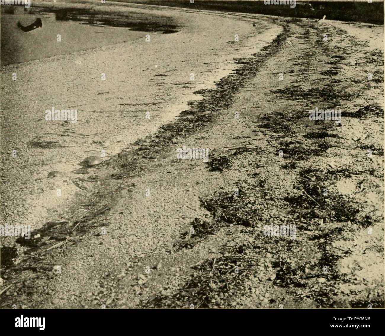 Area between tide marks hi-res stock photography and images - Alamy