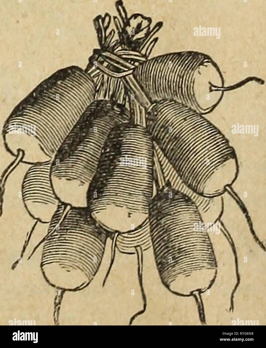 E Annabil & Co's seed Stock Photo - Alamy