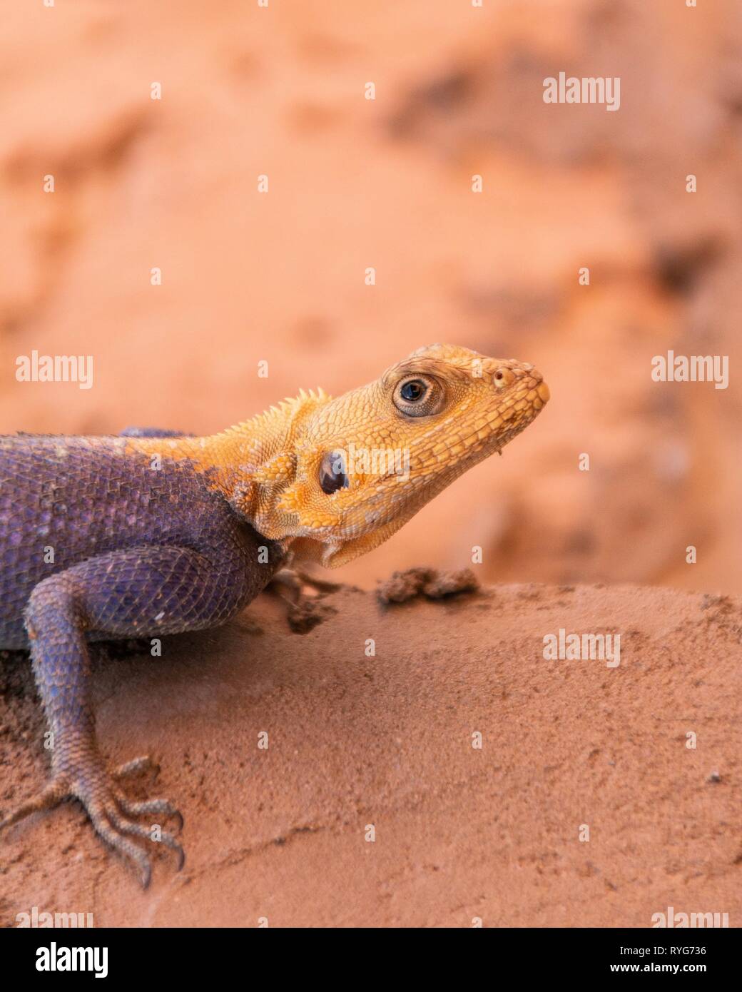 Alamy the gambia hi-res stock photography and images - Alamy