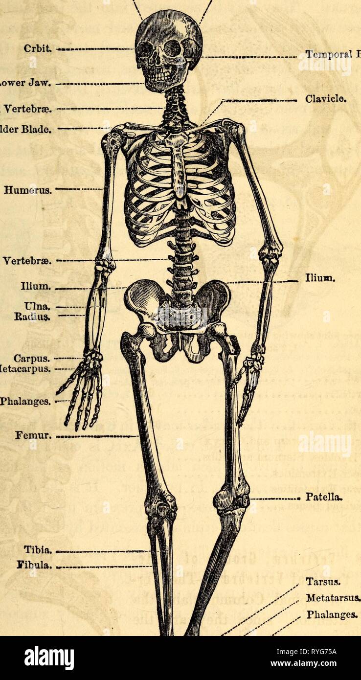 Elementary anatomy and physiology : for colleges, academies, and other ...