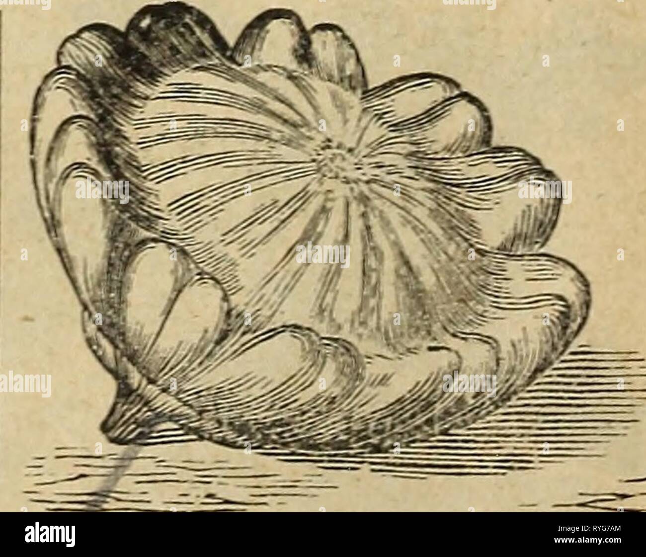 E Annabil & Co's seed Stock Photo - Alamy