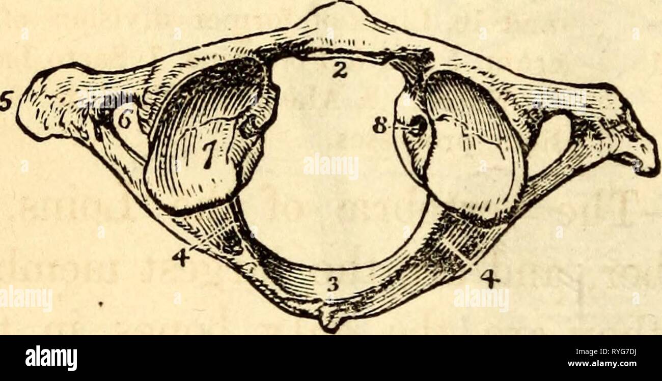 Neck vertebrae drawing hi-res stock photography and images - Alamy
