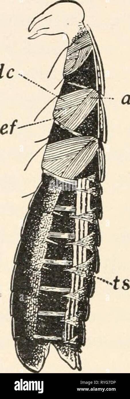 Elementary entomology elementaryentomo00sand Year: [c1912] adc abc FIG ...