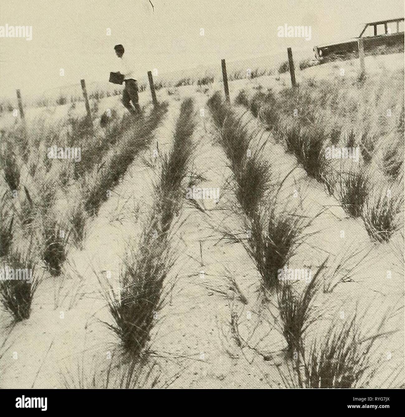 Dune stabilization with vegetation on Stock Photo - Alamy