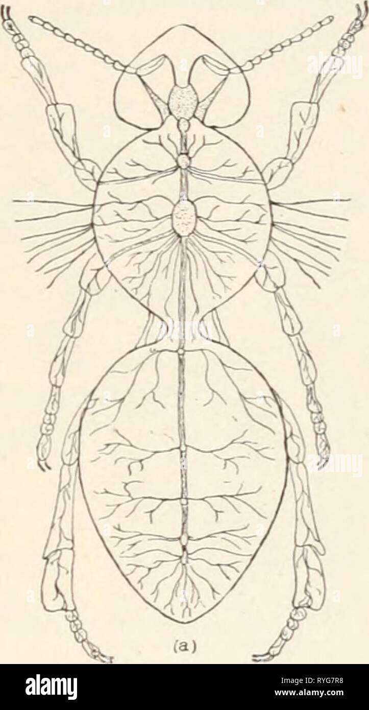 Insect Internal Anatomy File: