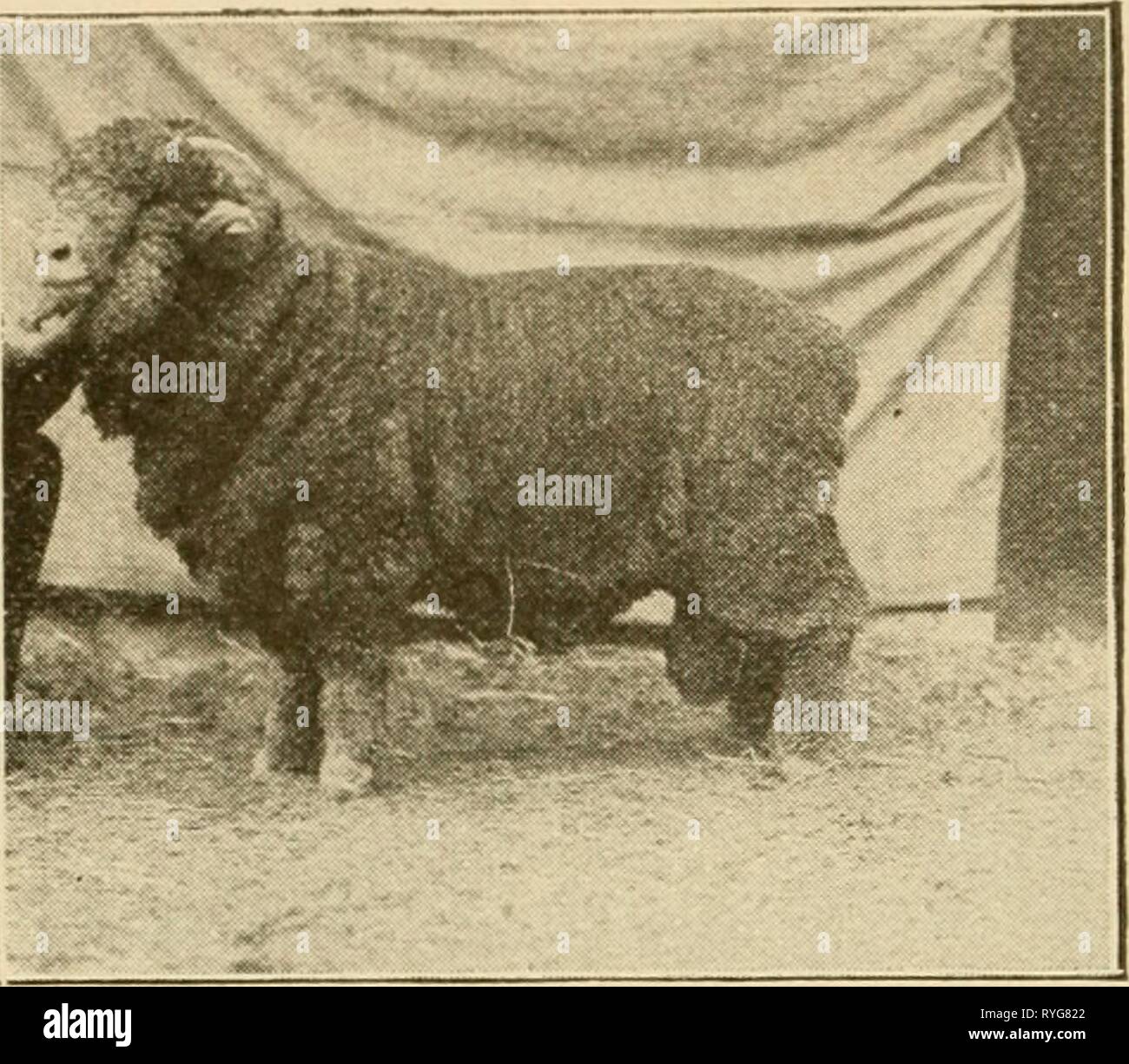 Merino ram drawing hi-res stock photography and images - Alamy