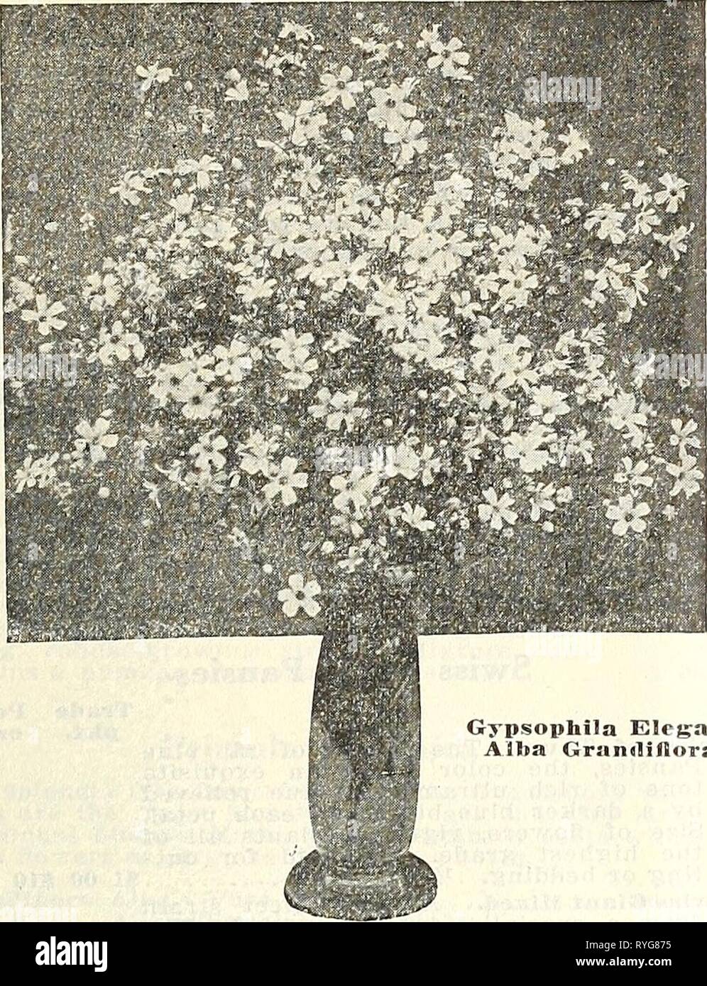 Mayii hi-res stock photography and images - Alamy