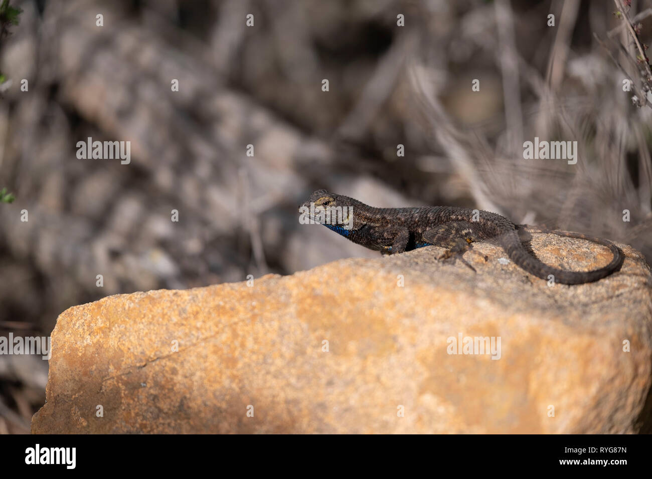 Blue bellied lizard on a rock Stock Photo - Alamy