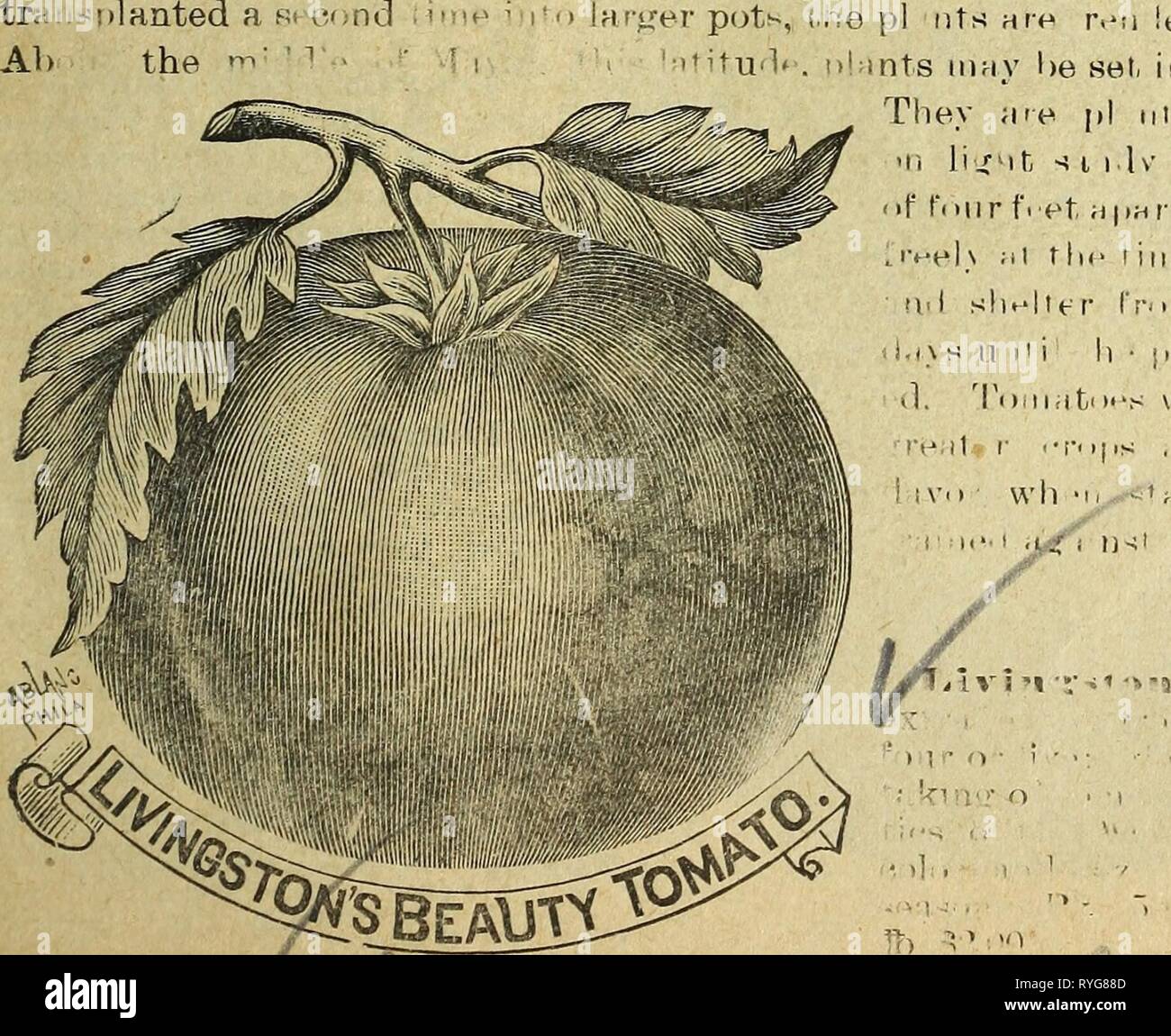 E Annabil & Co's seed Stock Photo - Alamy