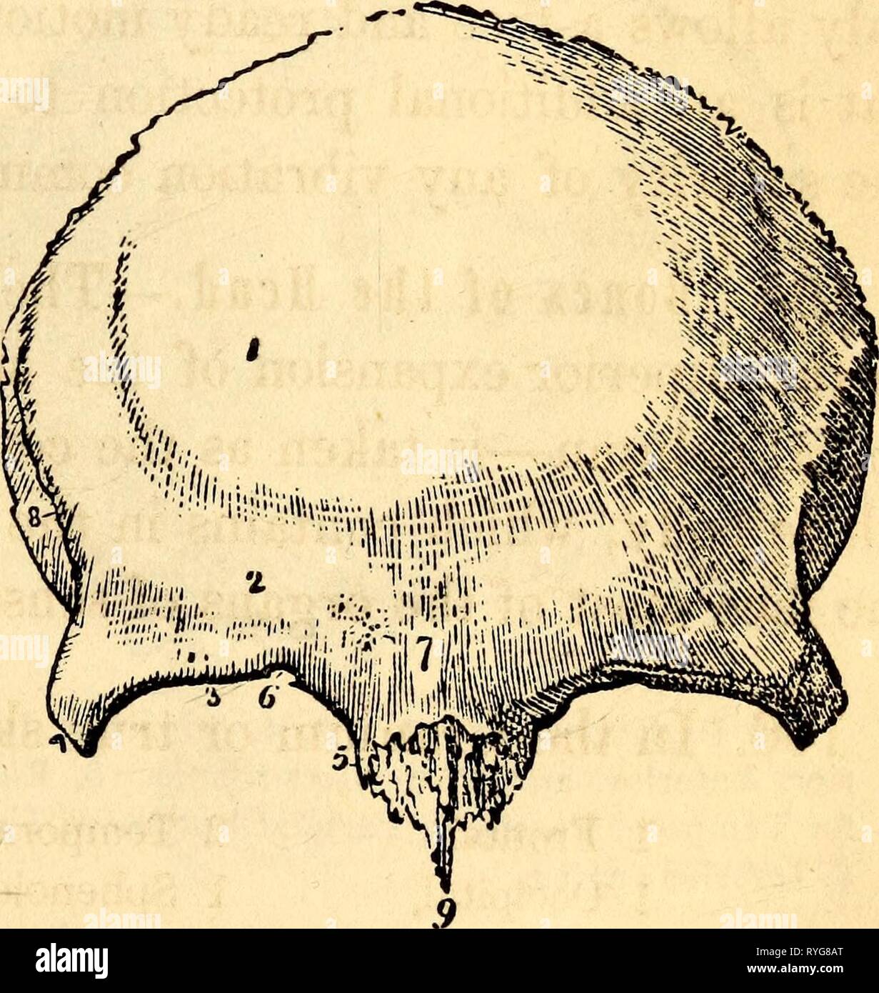 Malar bone hi-res stock photography and images - Alamy