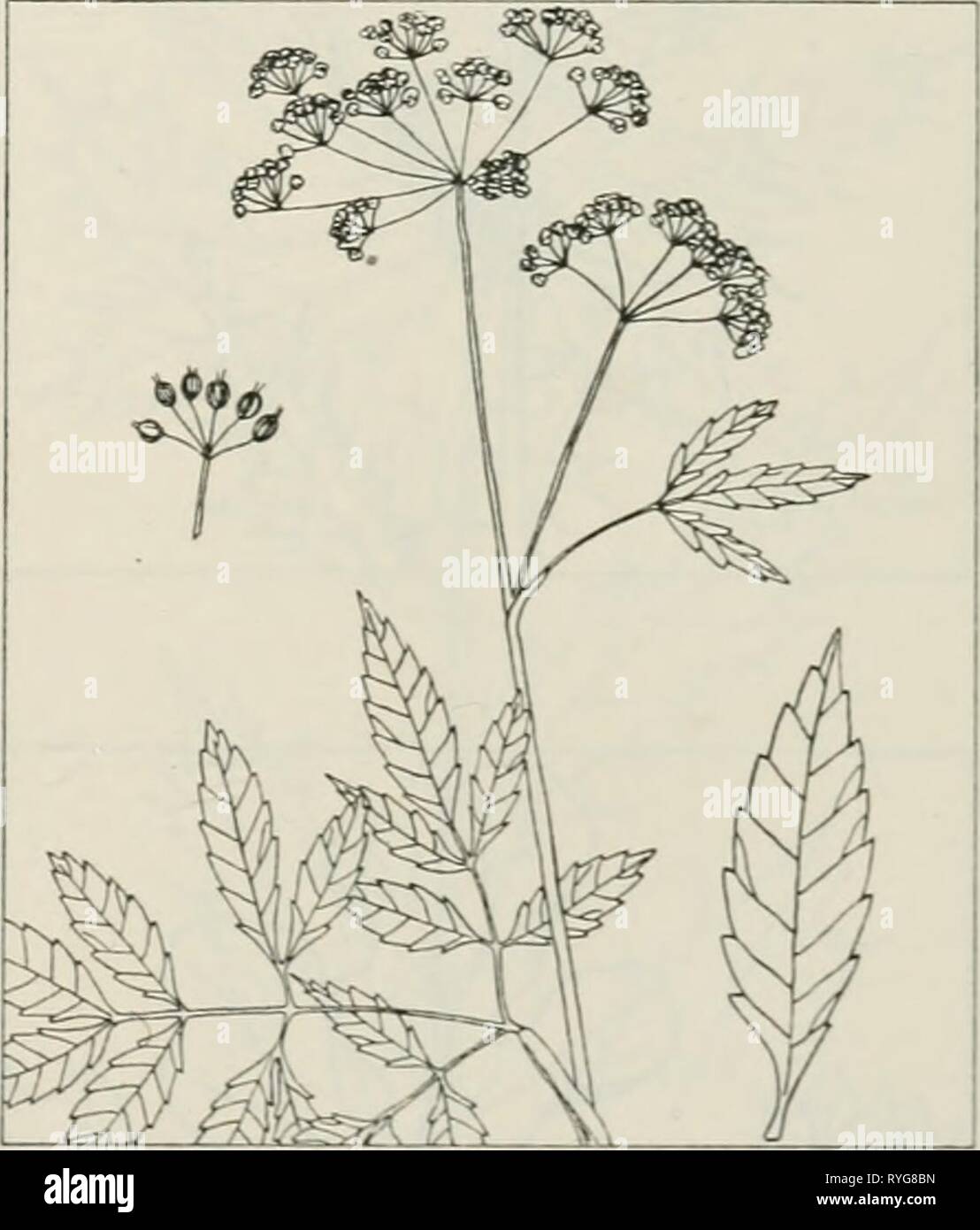 The drug plants of Illinois drugplantsofilli44teho Year: 1951 GIGUTA ...