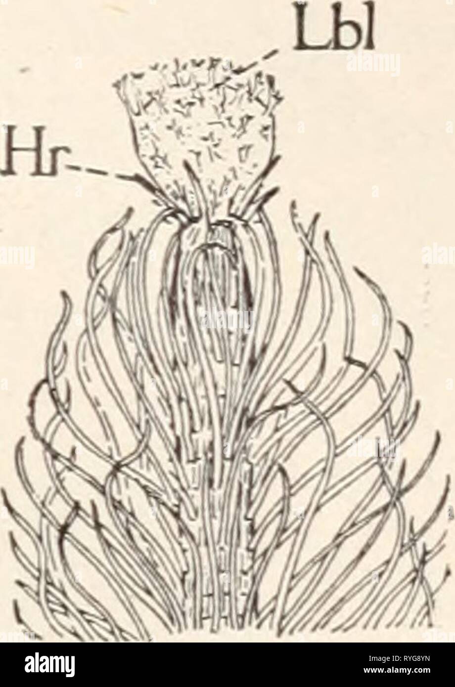Elementary entomology elementaryentomo00sand Year: [c1912] FIG. 47. Tip ...