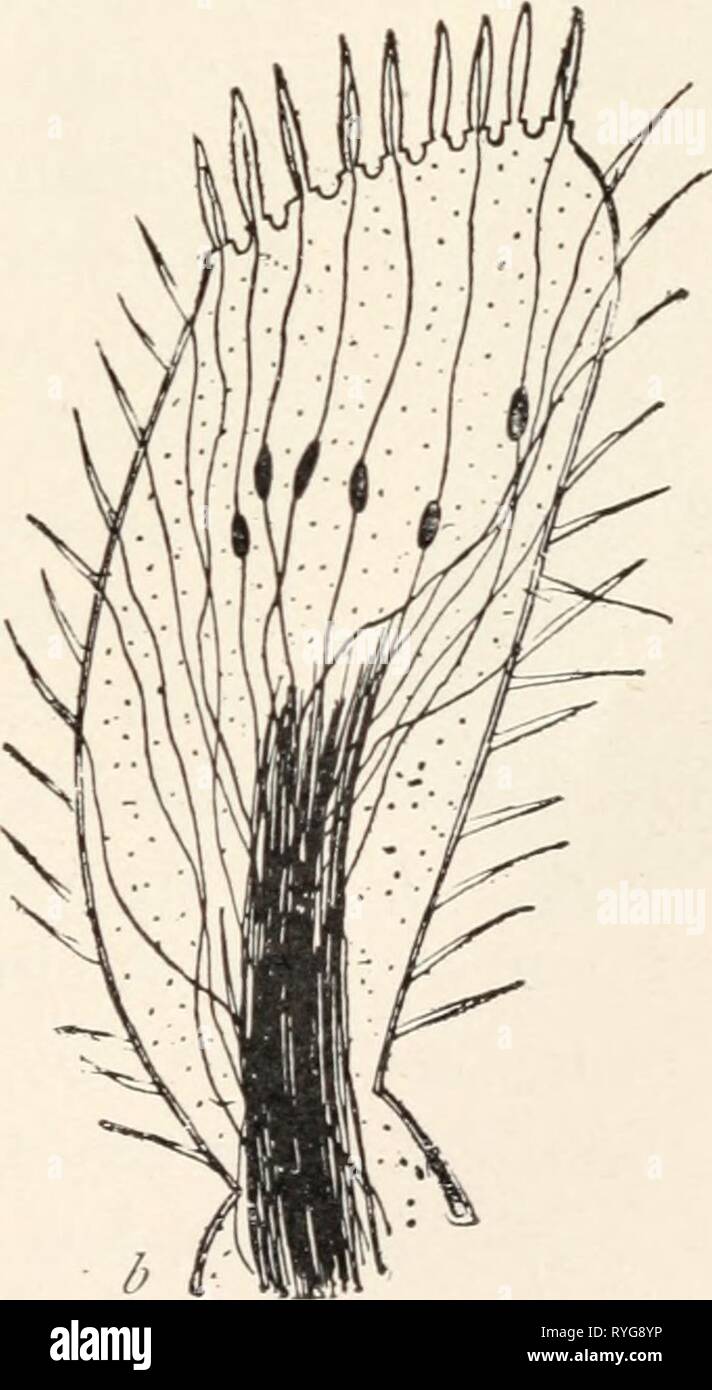 Elementary entomology elementaryentomo00sand Year: [c1912] a FIG. 48 ...