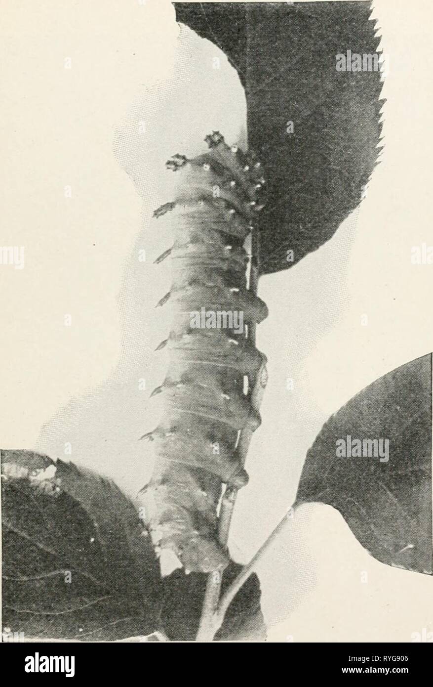 Elementary studies in insect life elementarystudie00hunt Year: 1902 THE ...
