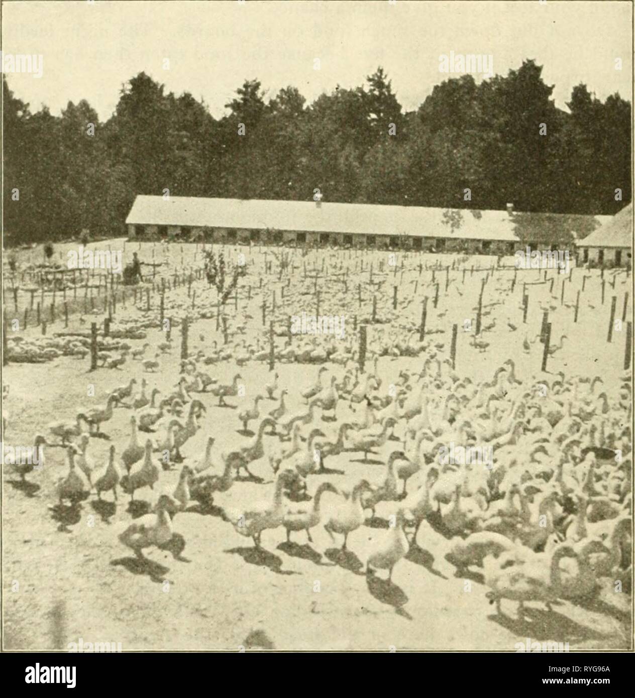 Duck dollars; (1911 Stock Photo - Alamy