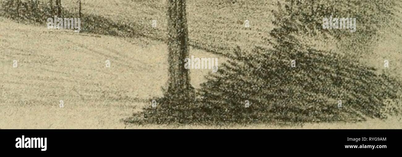 Eine botanische Tropenreise, indo-malayische Vegetationsbilder und ...