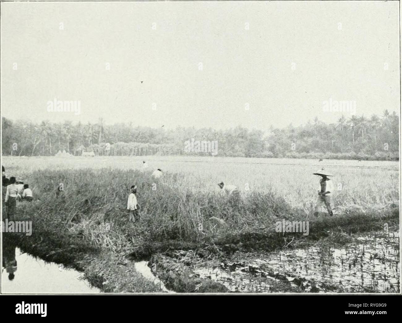 Bawon hi-res stock photography and images - Alamy