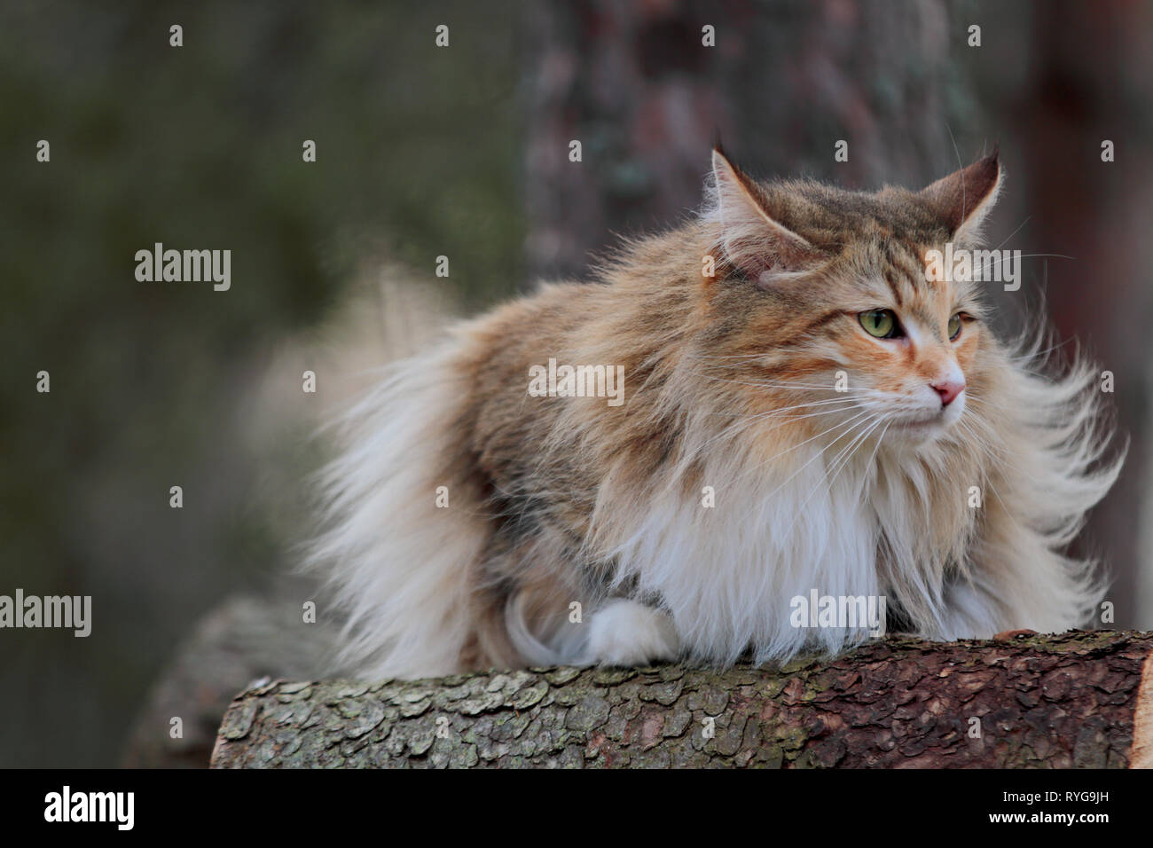 Norwegian forest cat face hi-res stock photography and images - Alamy