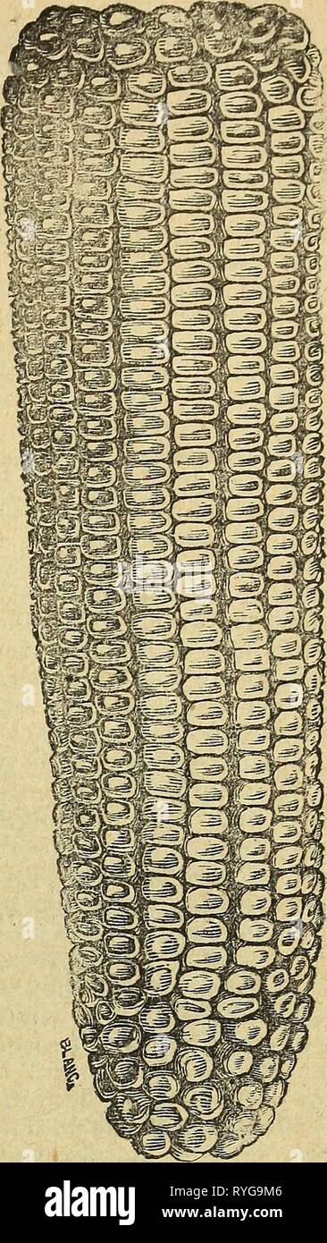 E Annabil & Co's seed Stock Photo - Alamy