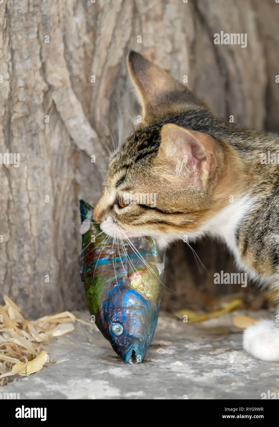 Cute young cat kitten eating a fresh colorful fish, an ornate wrasse ...