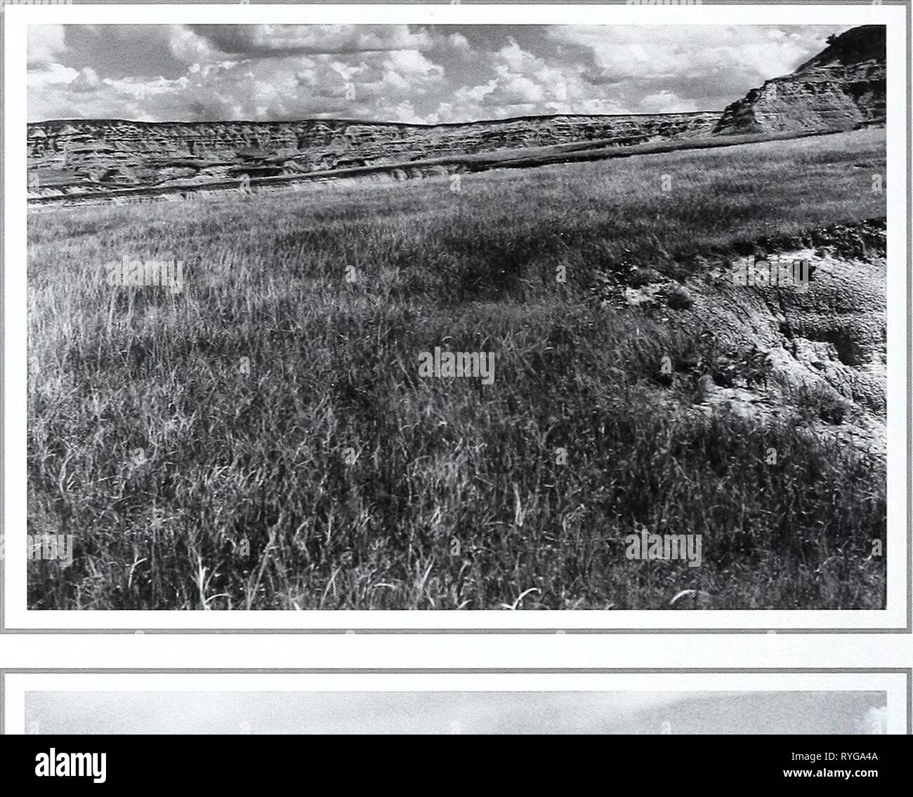 Grasses Of Northern Great Plains